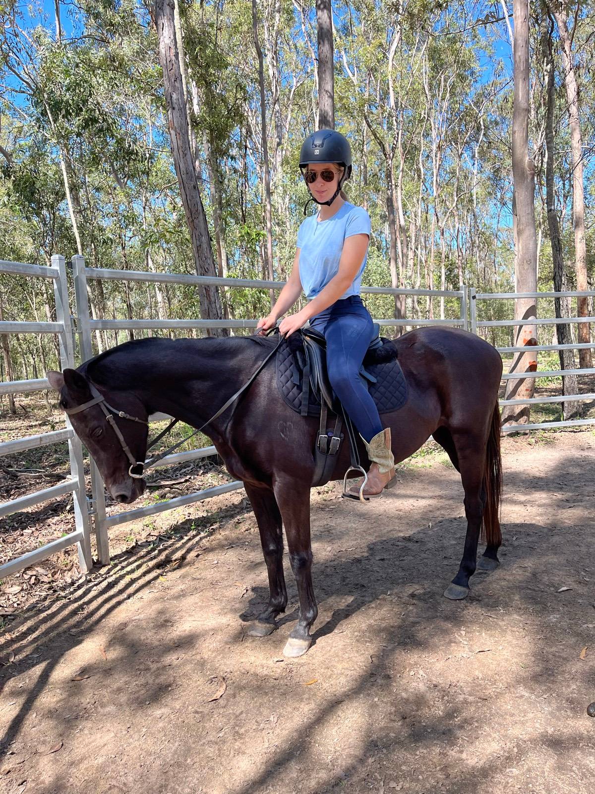 Australia riding pony triple registered | Horses & Ponies | Gumtree ...