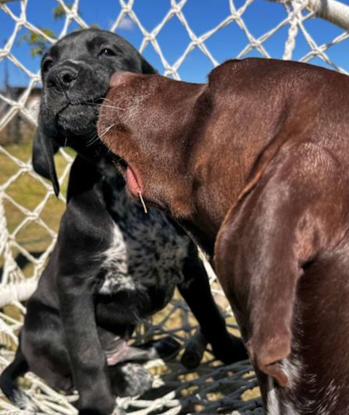 Boxapoint Puppies (Boxer x German Shorthaired Pointer) **Avail Now**