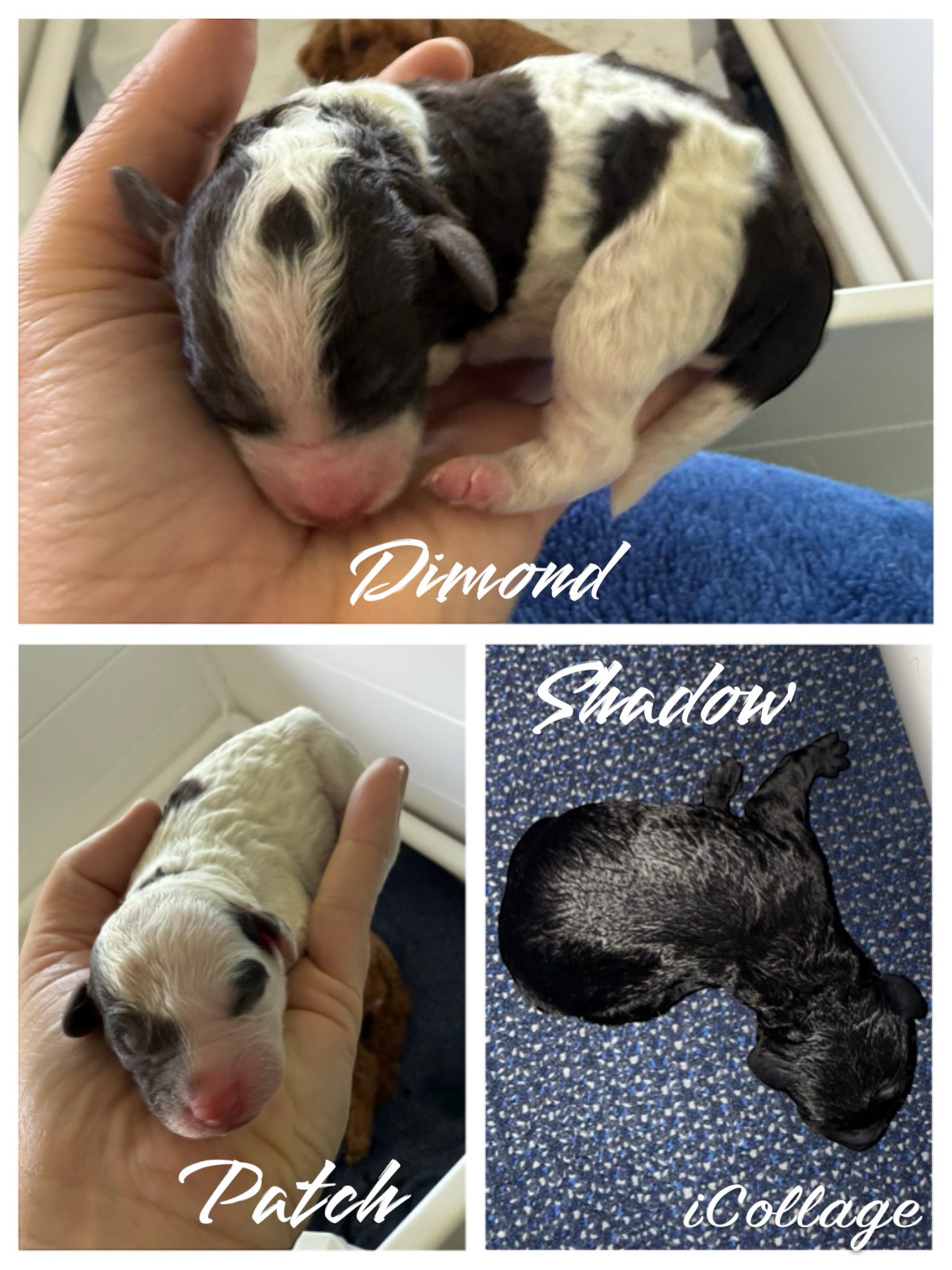 Spoodle puppies | Dogs & Puppies | Gumtree Australia Gawler Area ...