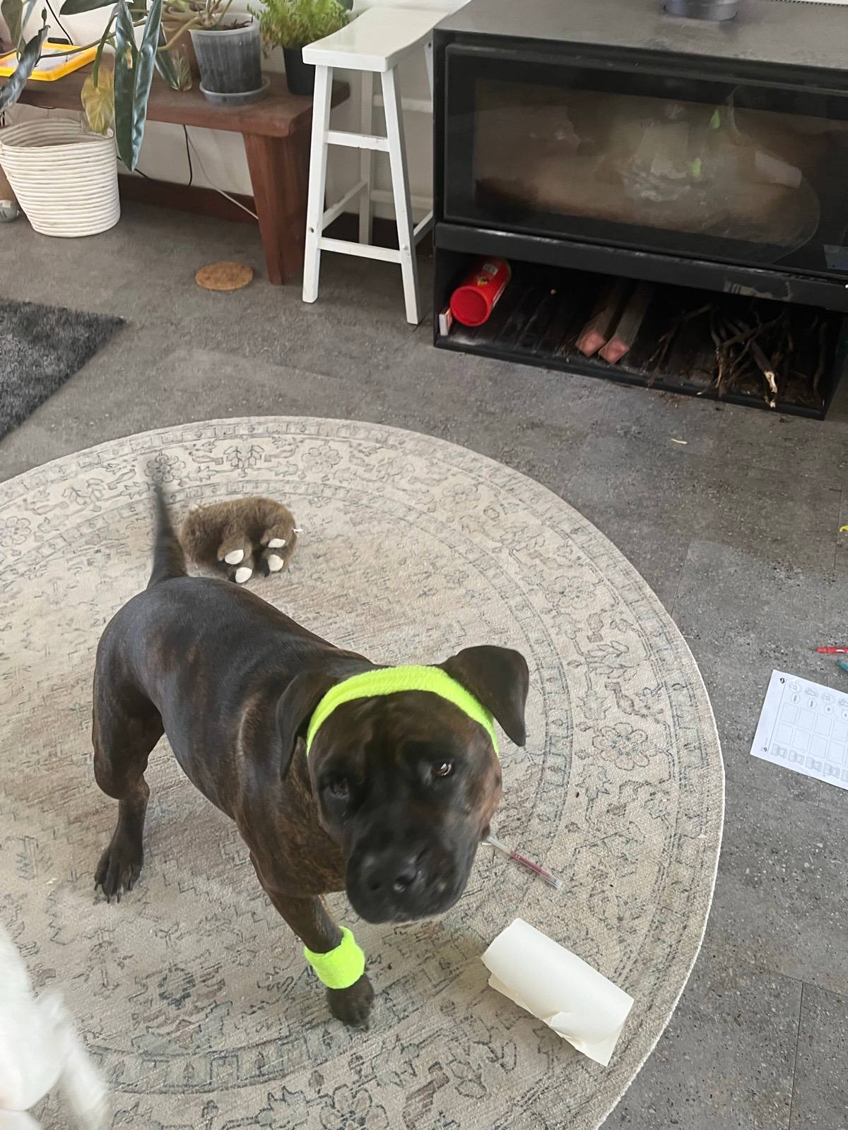 3 year Old sweet girl looking for a loving family | Dogs & Puppies ...