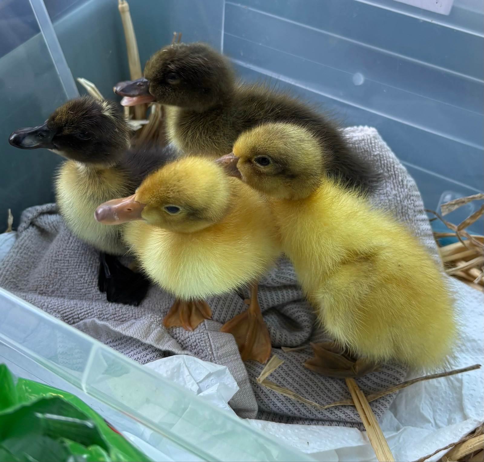 Indian Runner Fertile Duck Eggs (Aus-Wide postage) | Birds | Gumtree ...