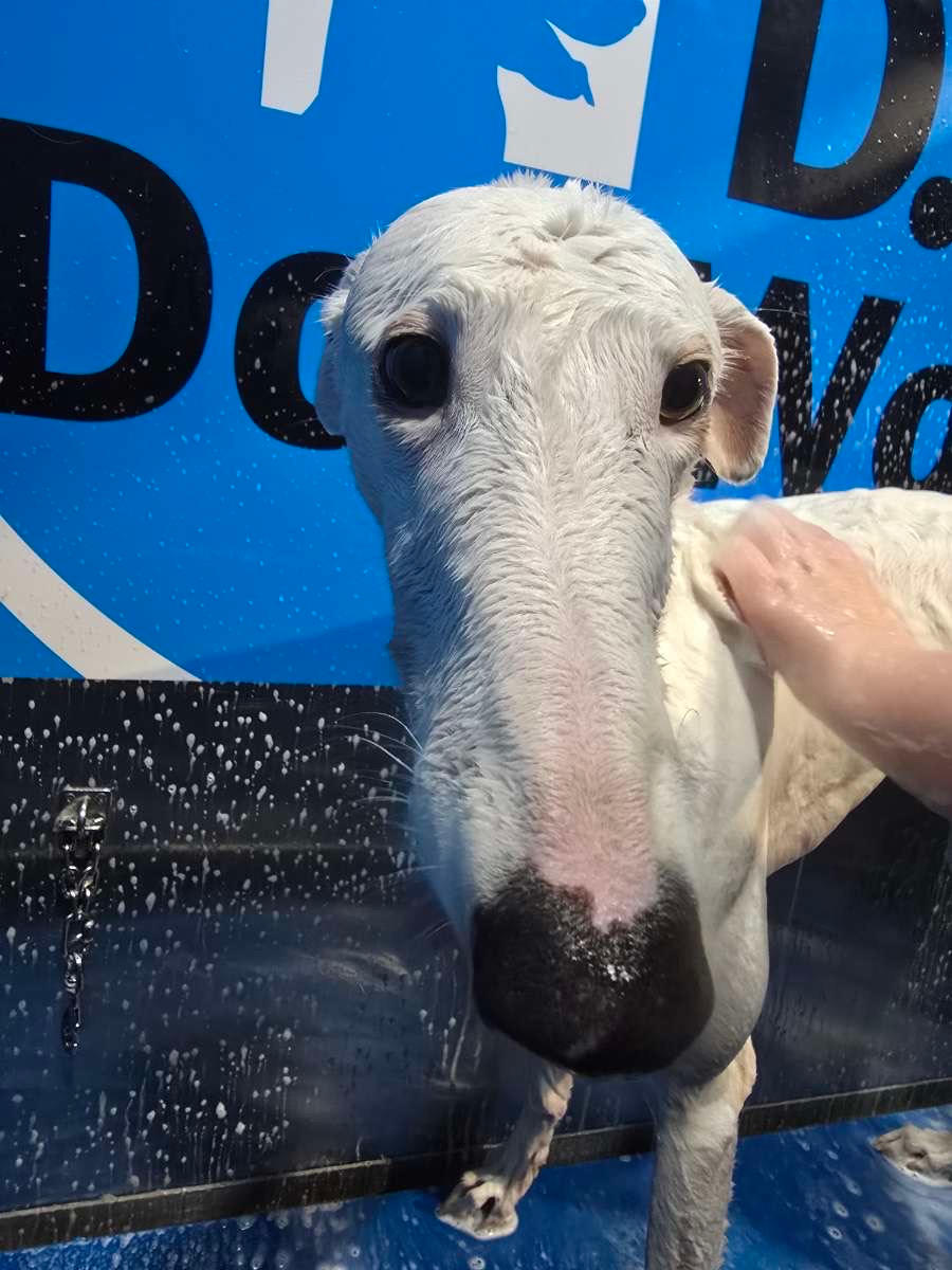 Reef the greyhound | Dogs & Puppies | Gumtree Australia Mitchell Area ...