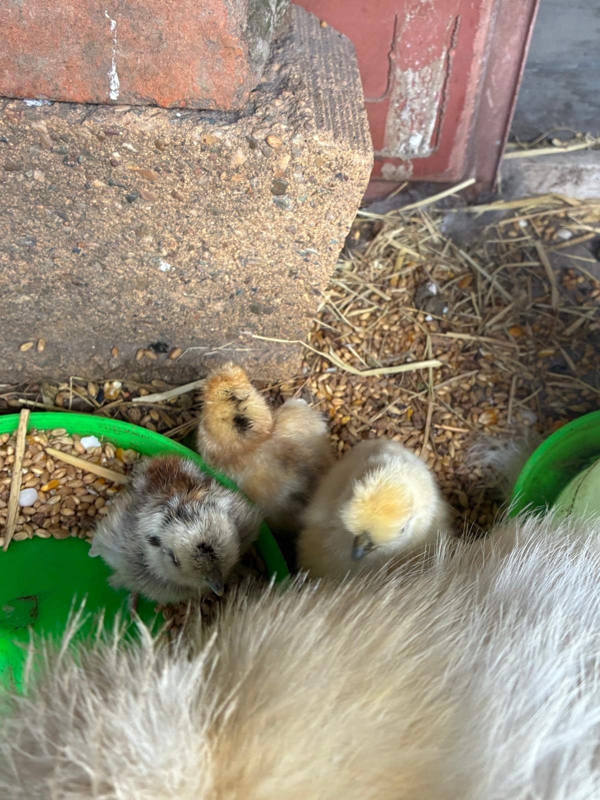 Baby silkie chickens | Birds | Gumtree Australia Brisbane North East ...