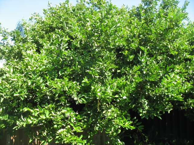 Potted seedless lime and calamansi trees for sale