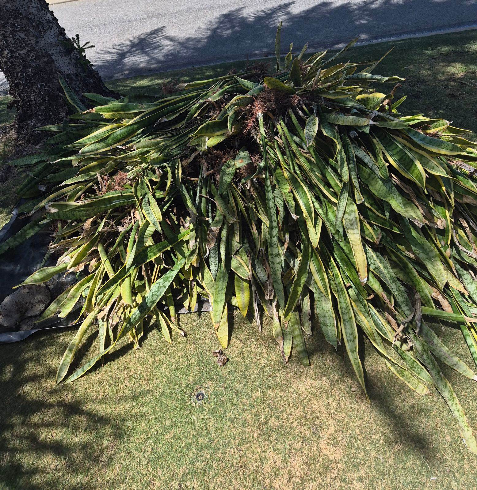 Mother inlaw Tongue plants for free - Plants in Rockingham WA | Gumtree ...