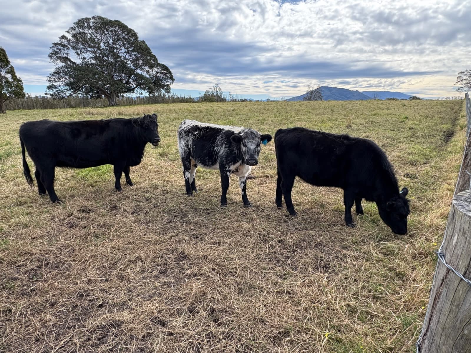 Pure Bred Speckle Park & Brangus Cattle (5) in Total | Livestock | Gumtree Australia Greater ...