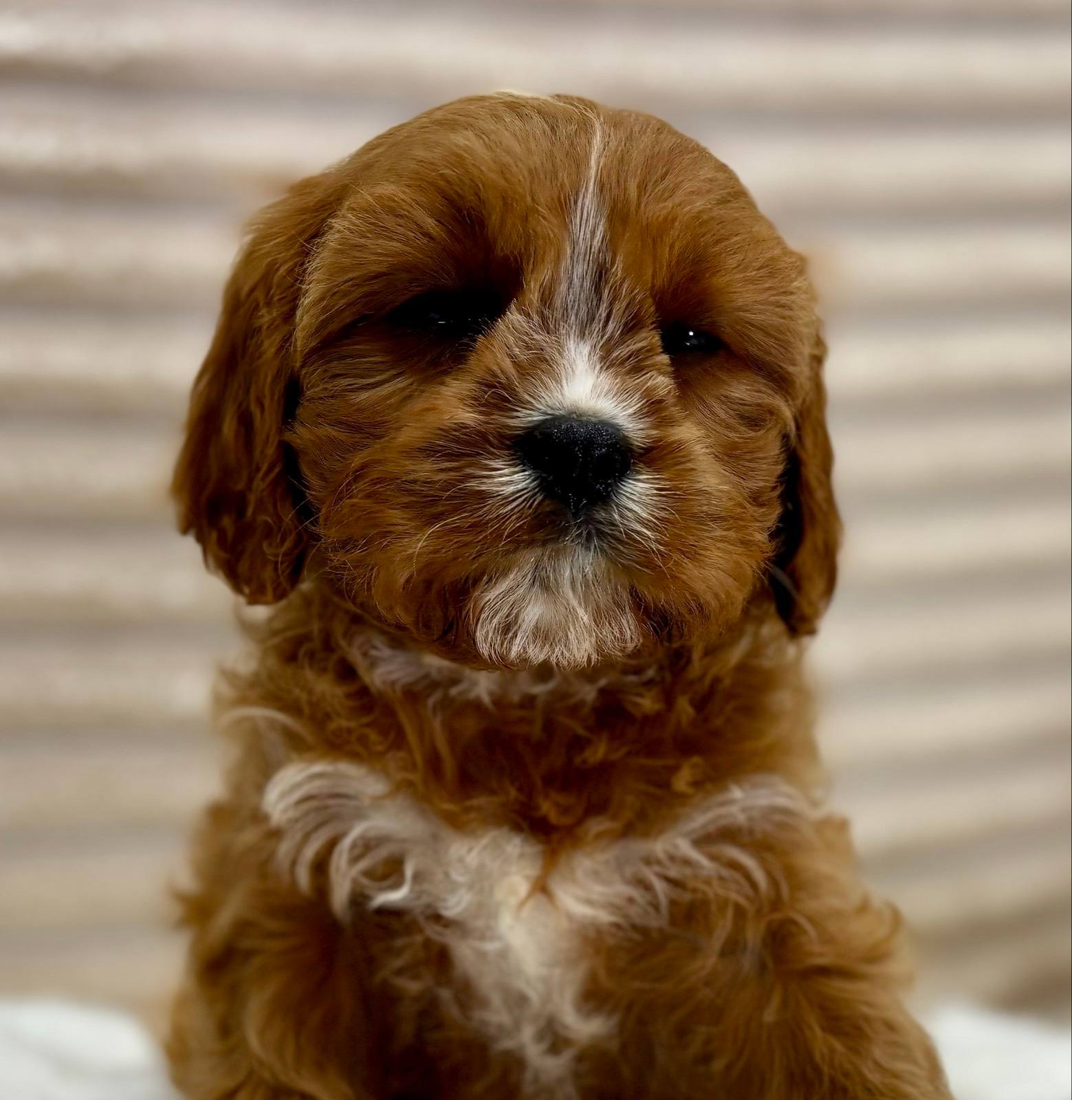 Cute Mini Cavoodles looking for furever homes! | Dogs & Puppies ...