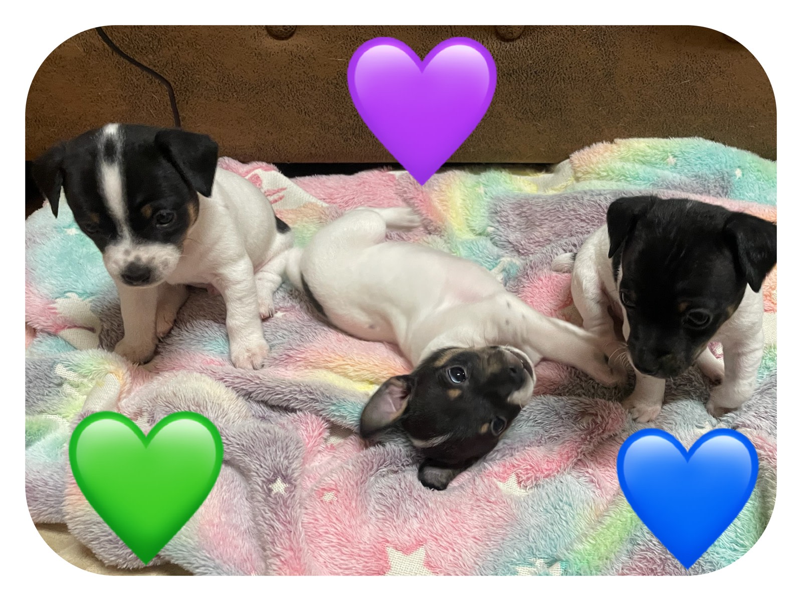 CUTE AS! Mini Foxy Puppies - Looking for Besties 👯‍♀️ | Dogs & Puppies ...