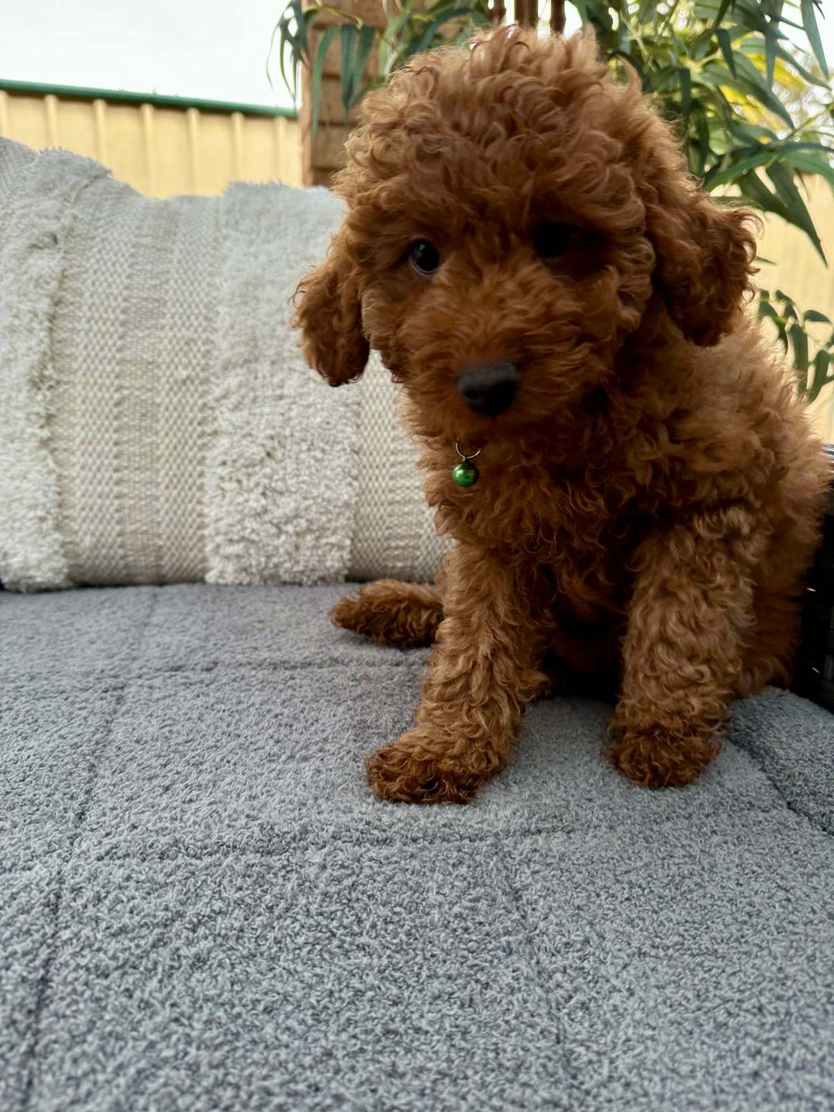 Adorable Rare Toy Ruby Red CAVOODLES all SOLD