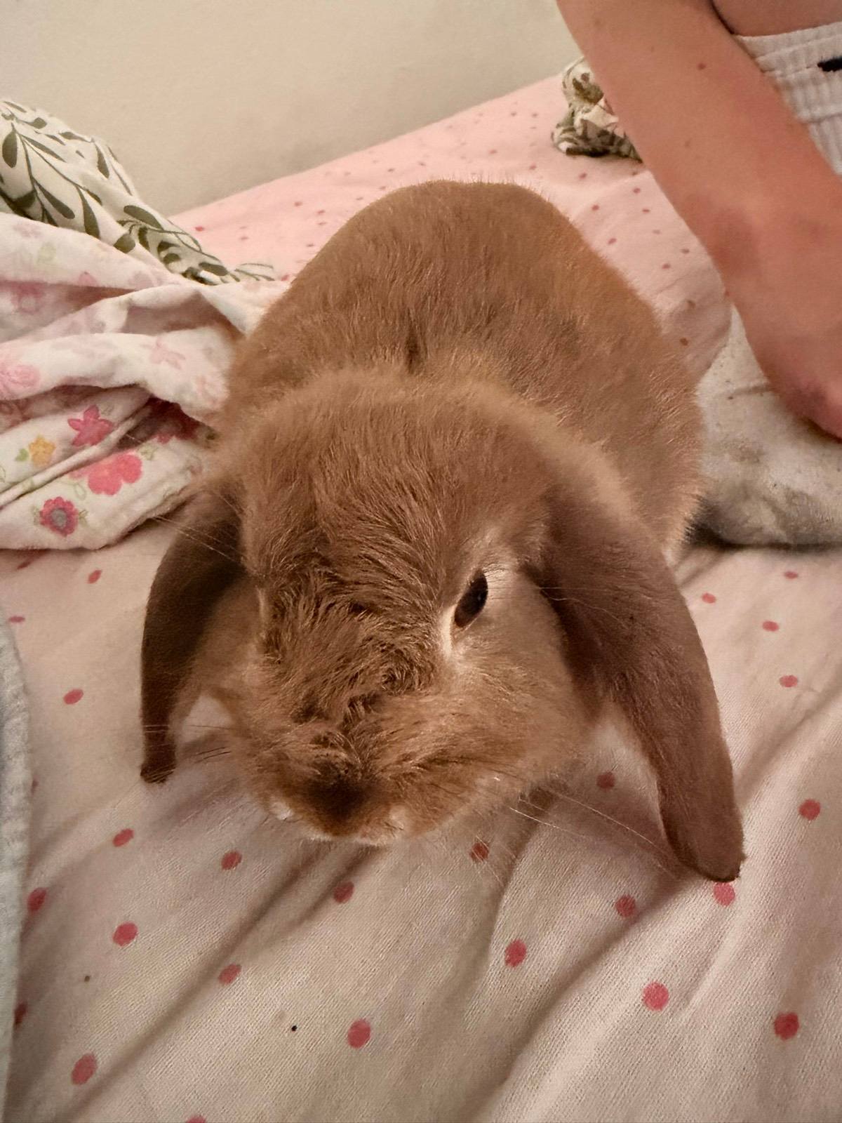 Lop eared rabbit | Rabbits | Gumtree Australia Hurstville Area ...