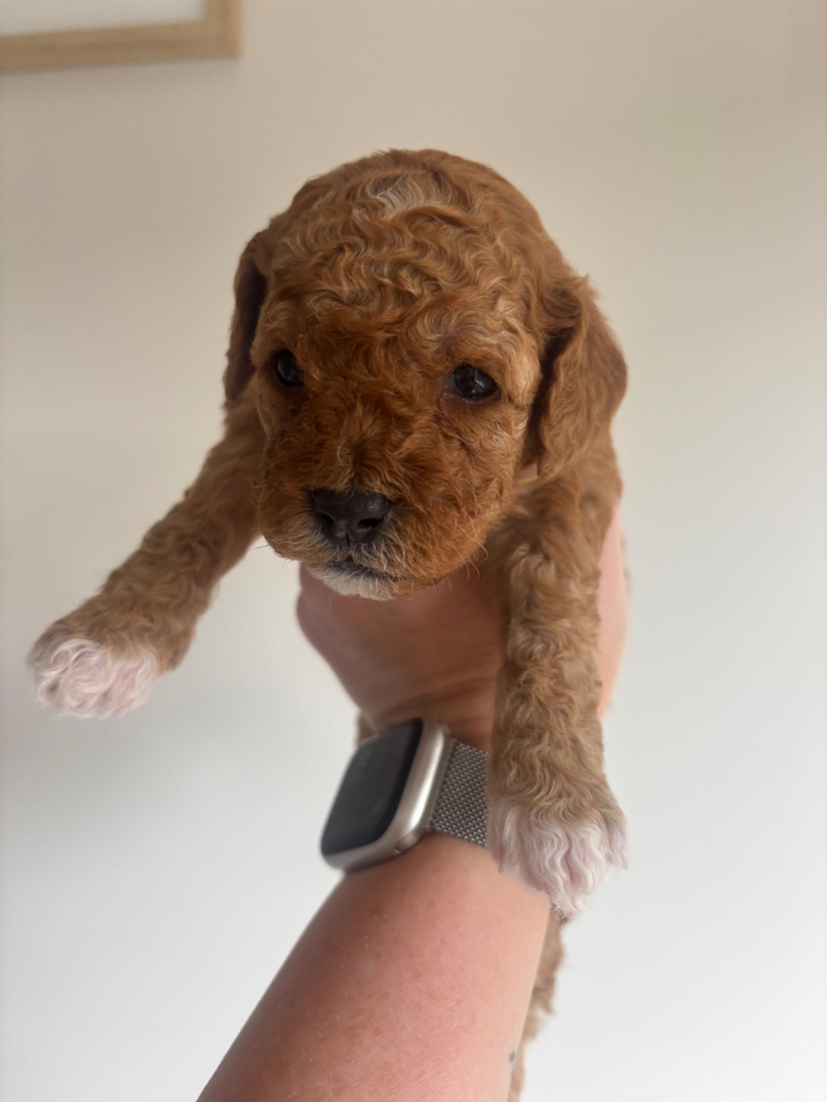 F1B Cavoodle male puppies | Dogs & Puppies | Gumtree Australia Morphett ...