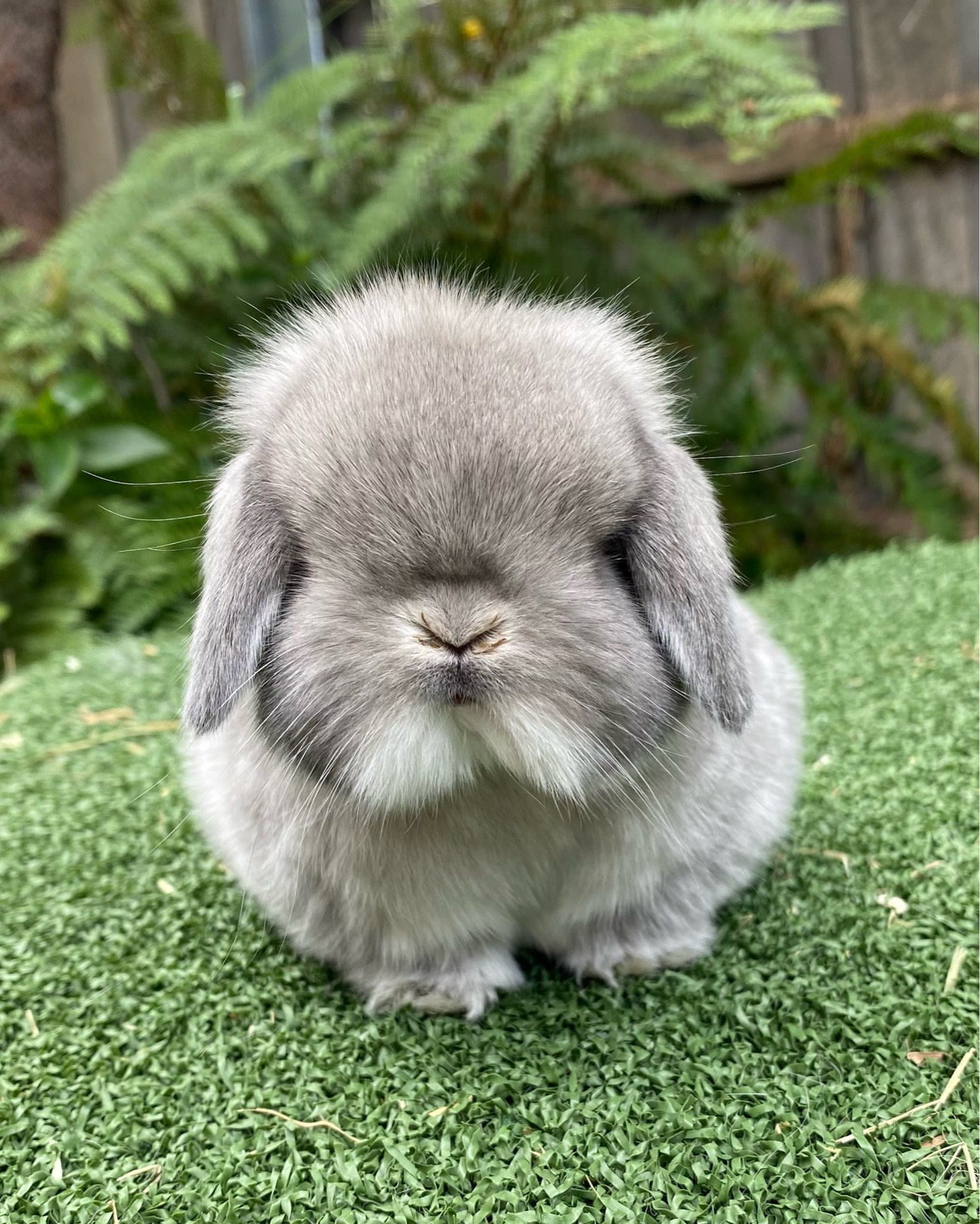 Purebred Mini Lops | Rabbits | Gumtree Australia Knox Area - Rowville ...