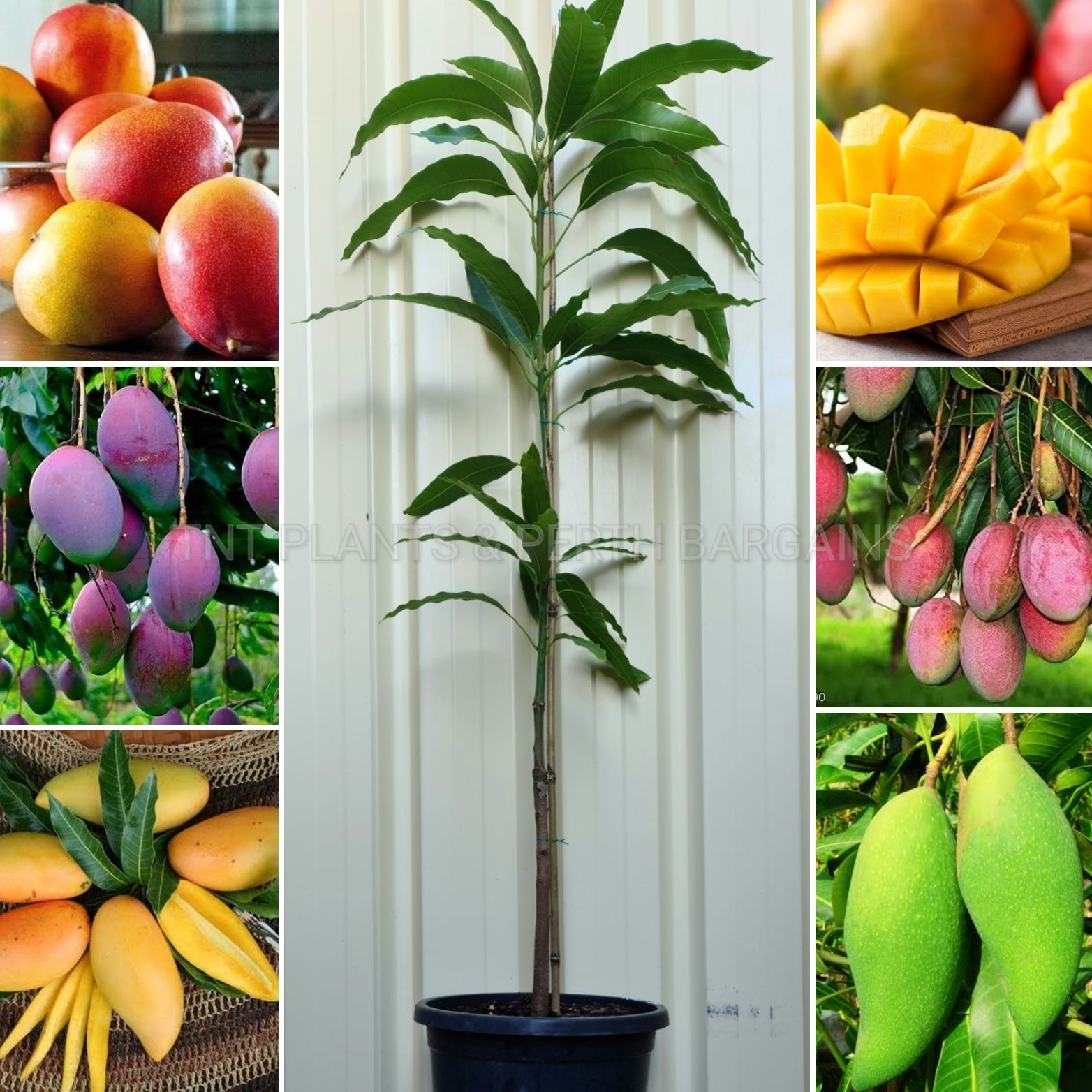 Grafted Dwarf Assorted Mango Fruit Trees Plants - Plants in Landsdale ...