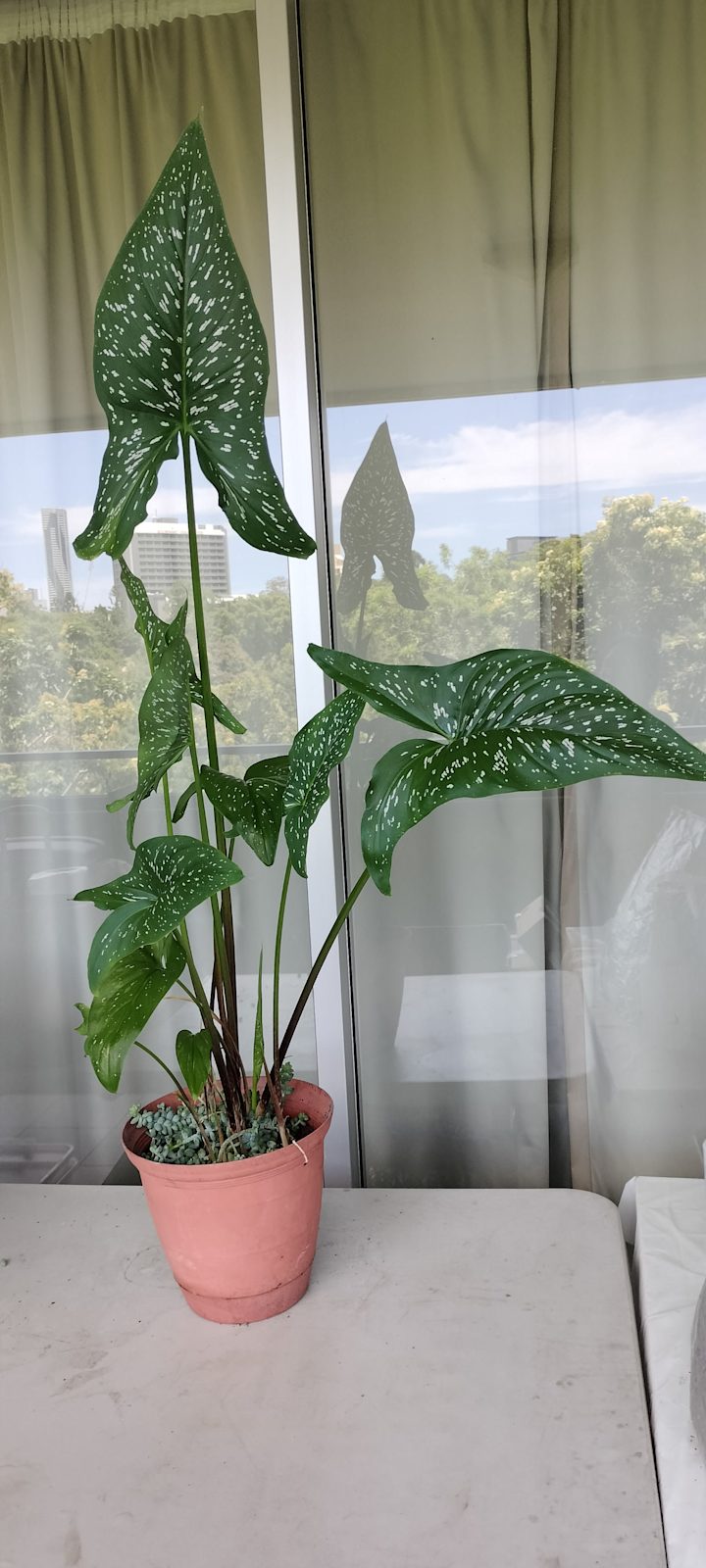 Mixed colors Calla Lilies - Plants in Brisbane City QLD | Gumtree Australia