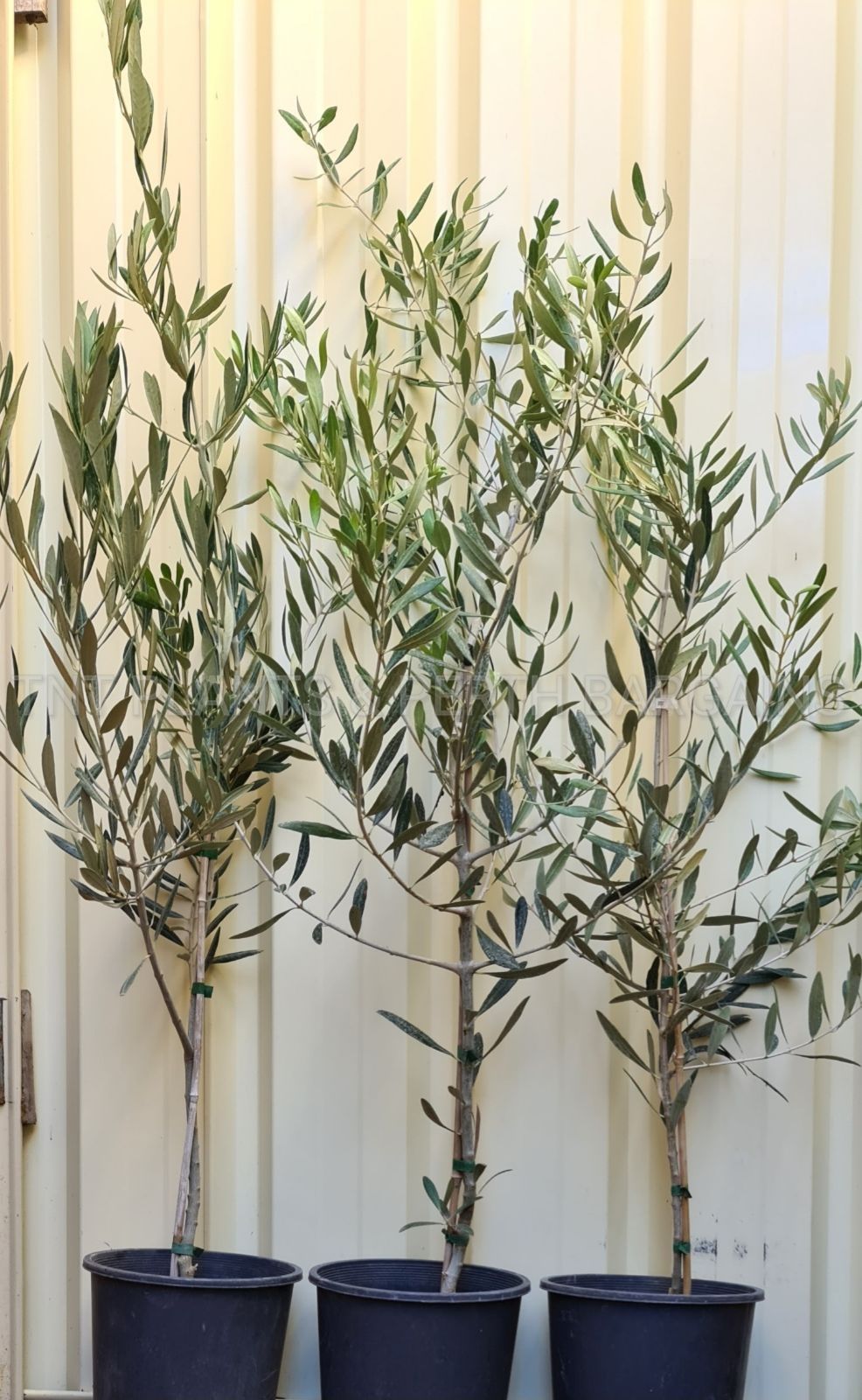 Large Fruiting Age Olive Fruit Trees Plants - Plants in Landsdale WA ...