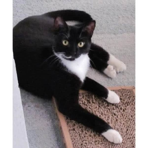 10620 : Marlow - CAT for ADOPTION - Vet Work Included | Cats & Kittens ...