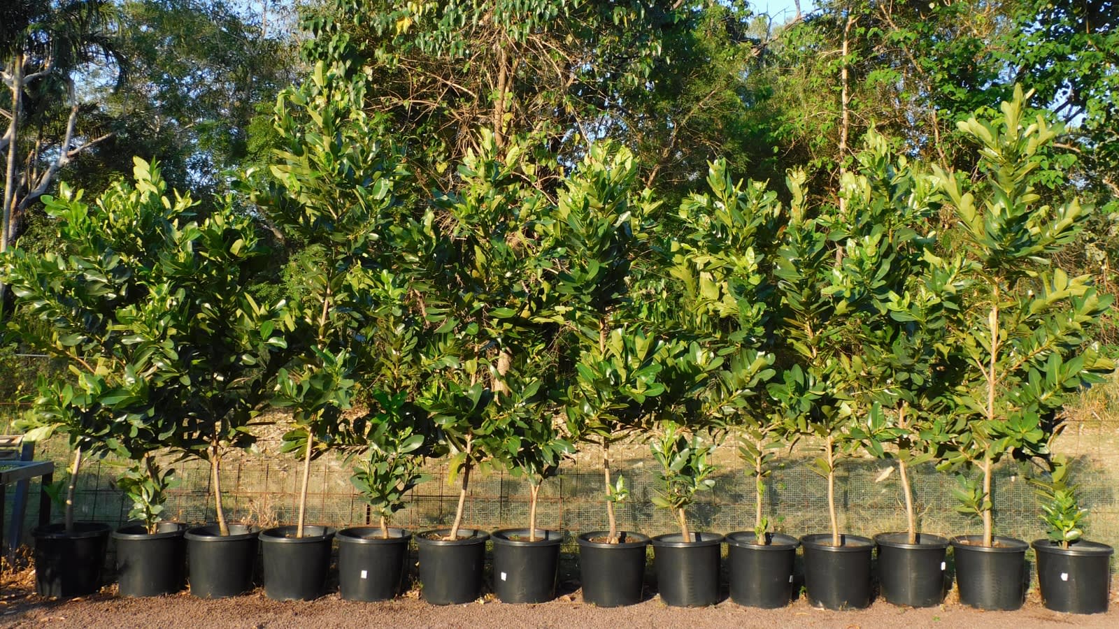 14 Beauty Leaf Trees (Calophyllum inophyllum) - Plants in Humpty Doo NT ...