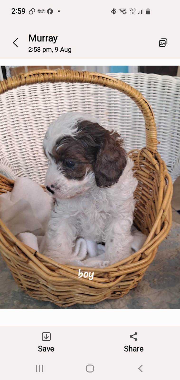 Cavoodle Tri Color/Merle Puppies | Dogs & Puppies | Gumtree Australia ...