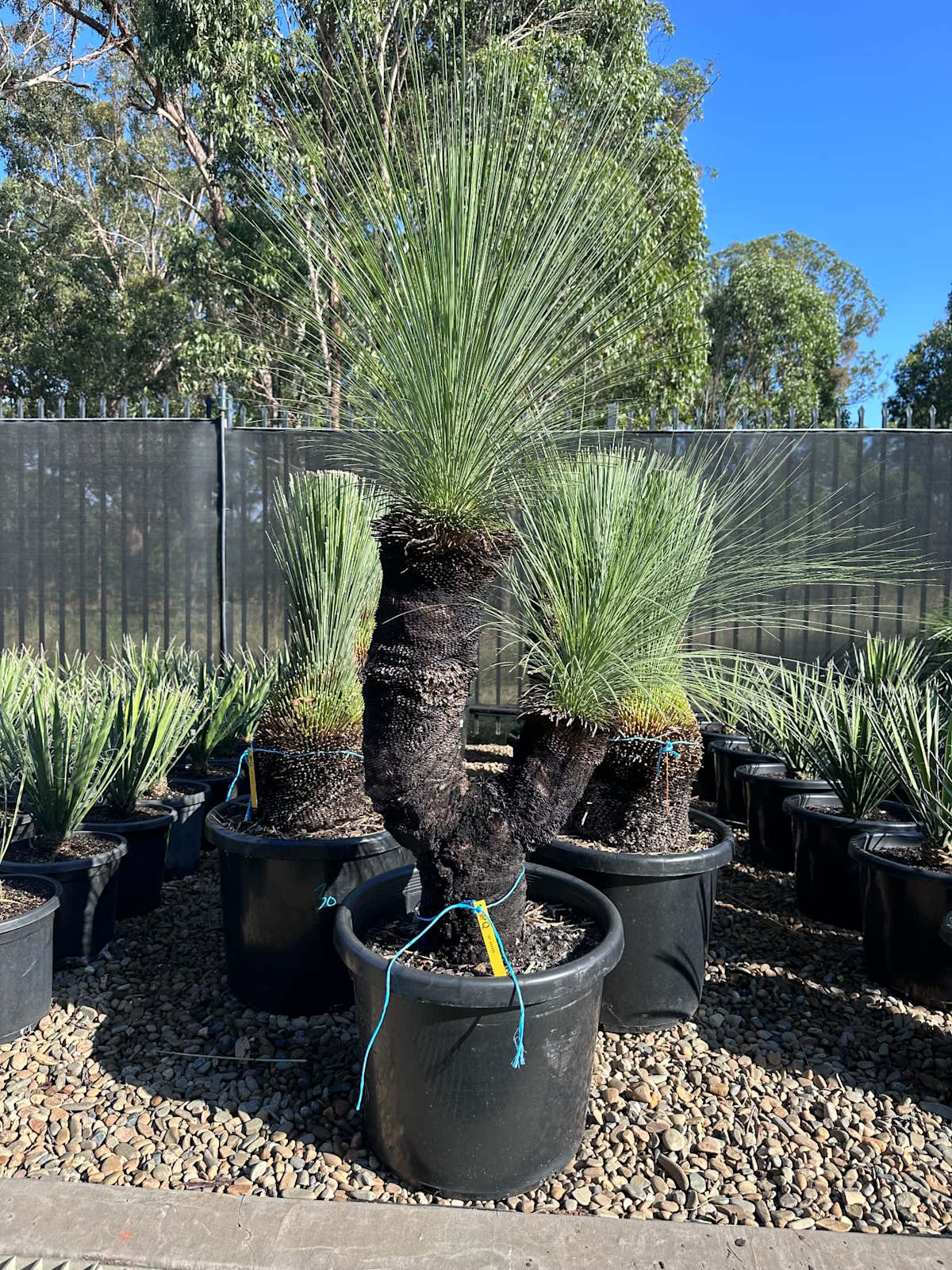 For Sale Xanthorrhoea Glauca (Blue Grass Tree) Y Shape in 500mm Pot ...