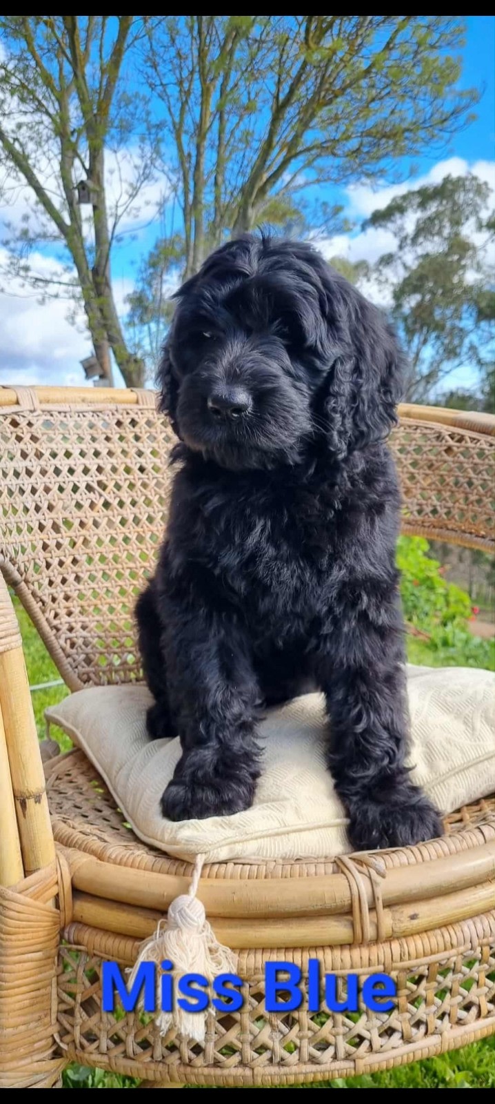 F1 groodle pups available now | Dogs & Puppies | Gumtree Australia ...