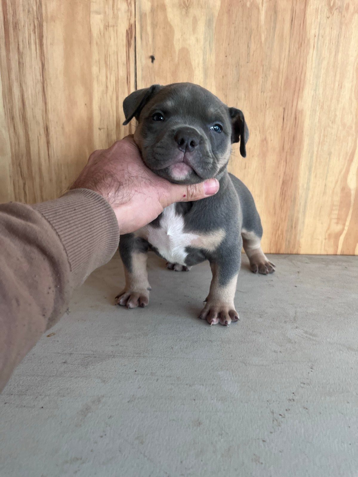 American bully pocket micro exotic puppy | Dogs & Puppies | Gumtree ...