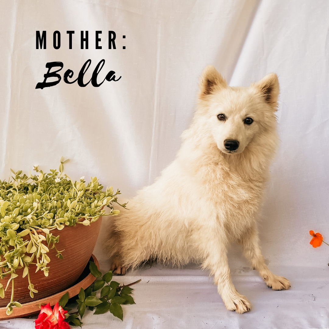 Female Purebred Japanese Spitz -- Entire -- 5 years old - bella