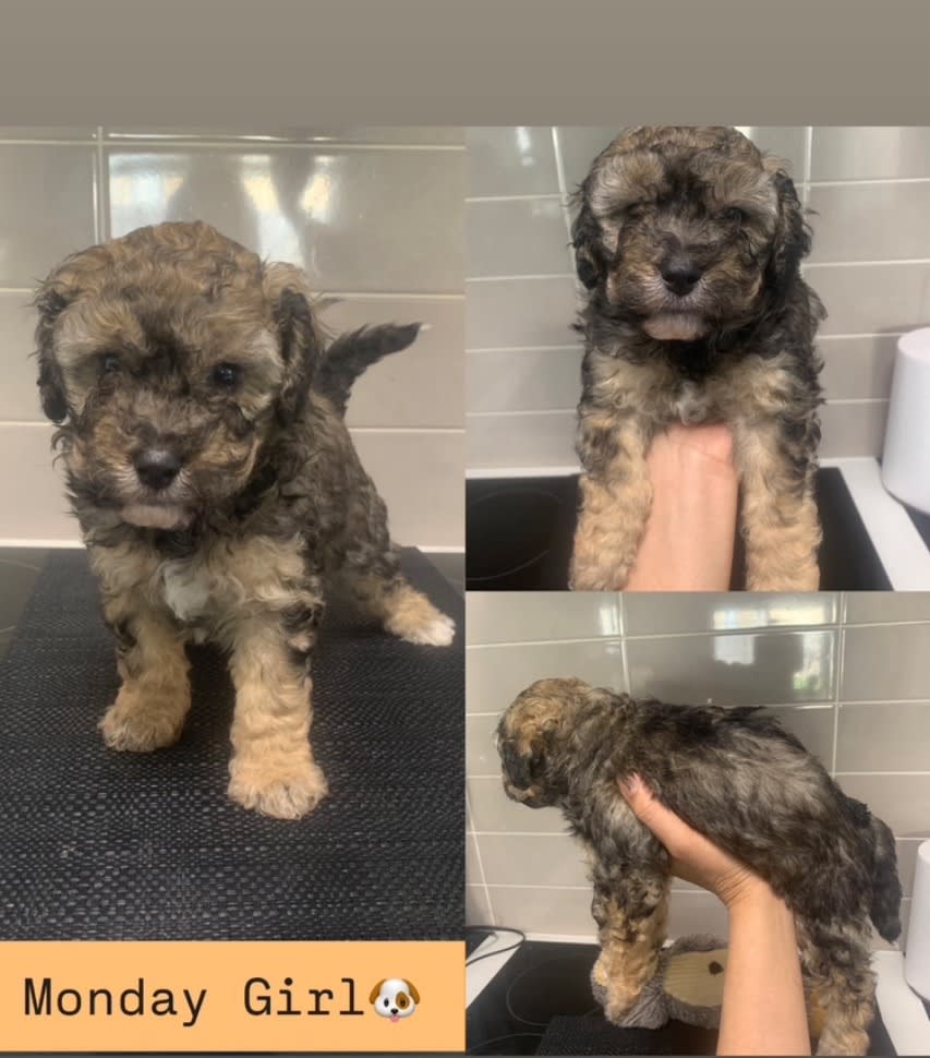 Miniature Poodle x Malteses Shih Tzu x Pug - Puppies first generation ...