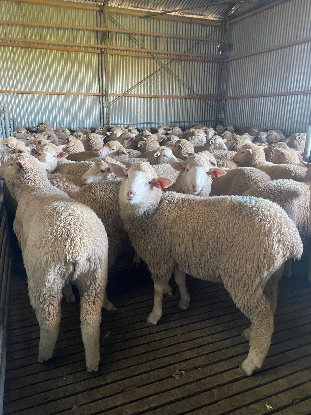 Wanted- Sheep agistment - for Rent | Gumtree Australia
