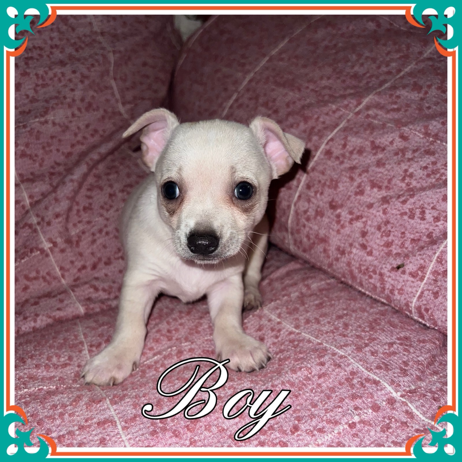 Chihuahua Puppies for sale 1 Girl 3 Boys ready to go 19/11/2025 | Dogs ...