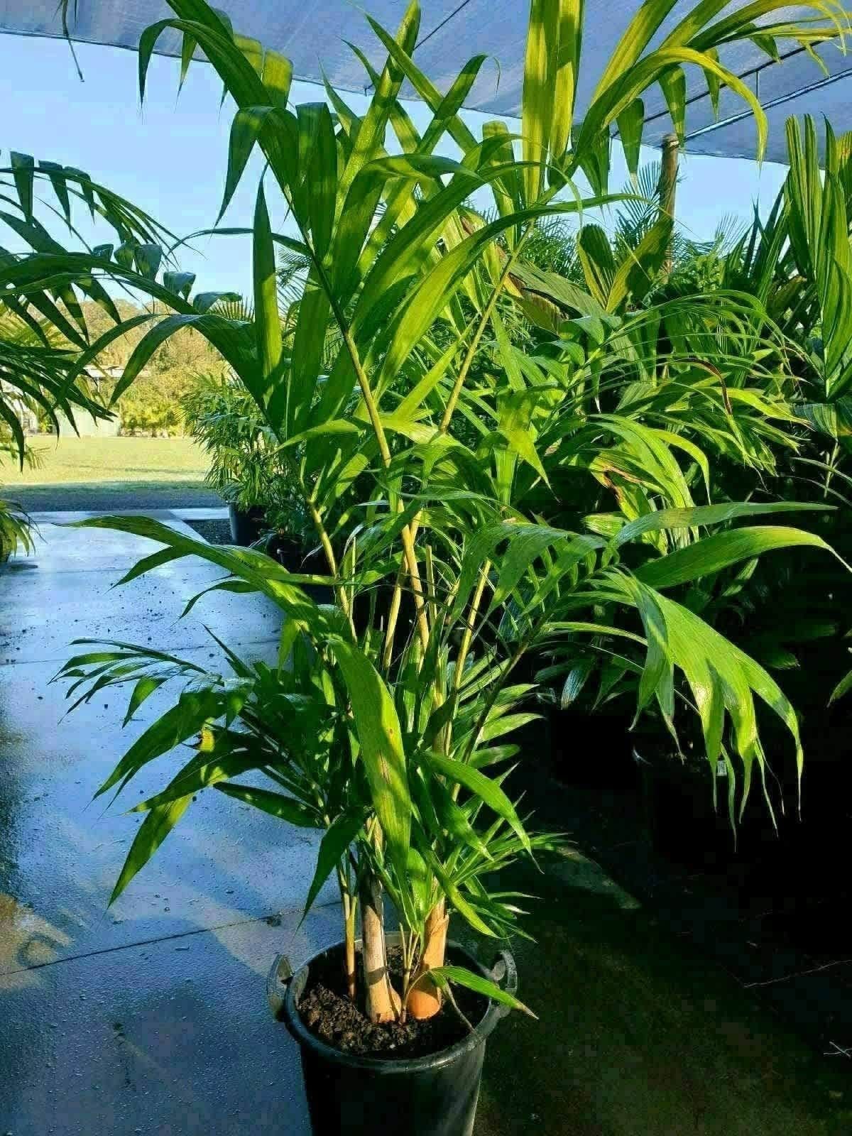 Blue Cane palms - Plants in Eumundi QLD | Gumtree Australia