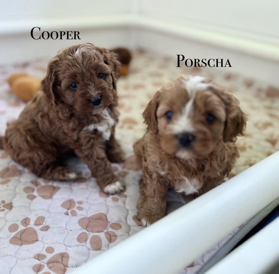 Cavoodle Puppies, Wavy Coats, Ready Soon! | Dogs & Puppies | Gumtree ...