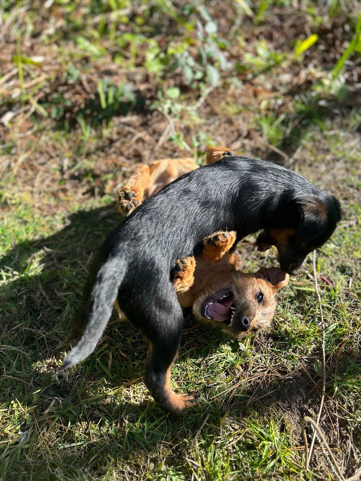 Jagd Terrier Pups | Dogs & Puppies | Gumtree Australia Cooma-Monaro ...