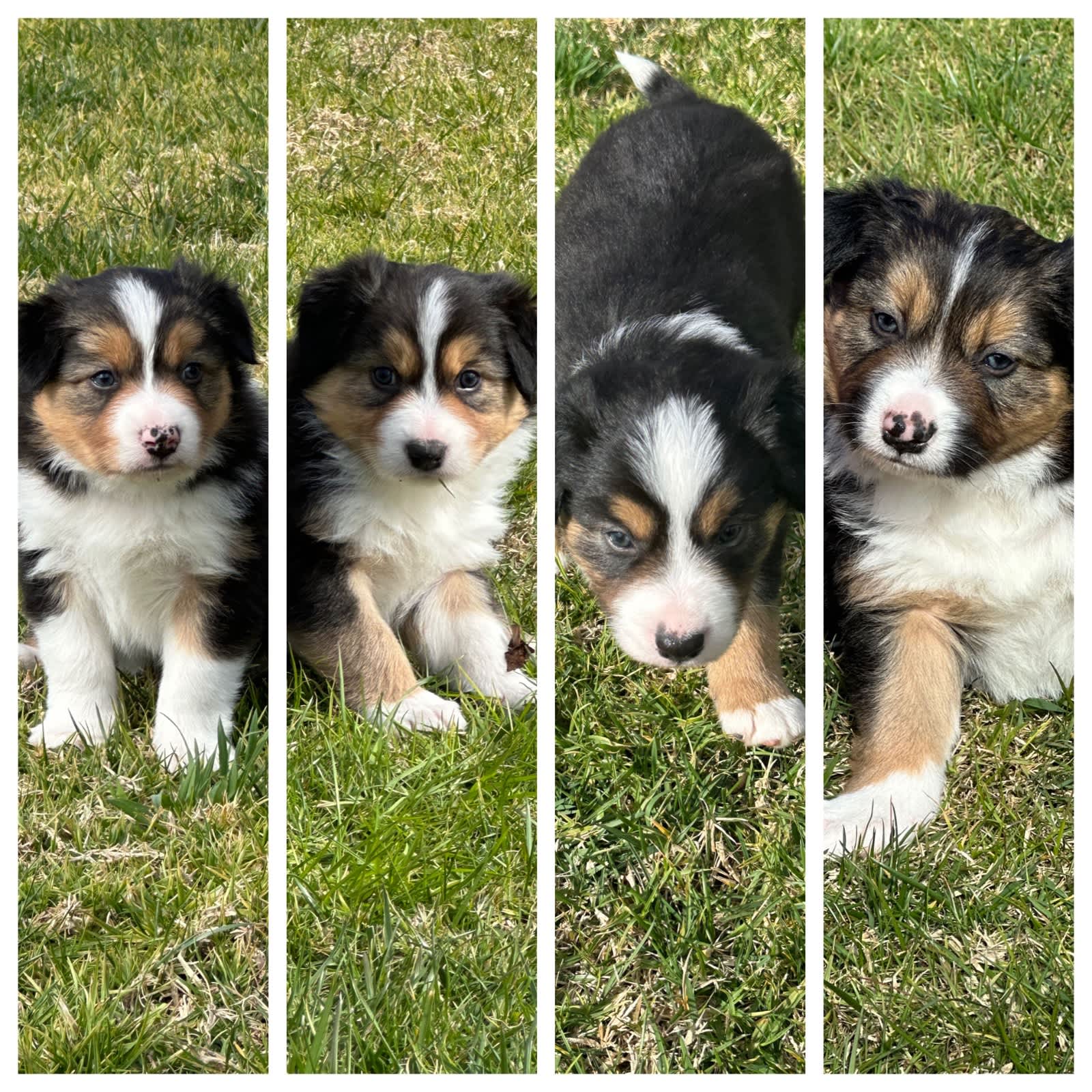 Border Collie puppies | Dogs & Puppies | Gumtree Australia Latrobe ...