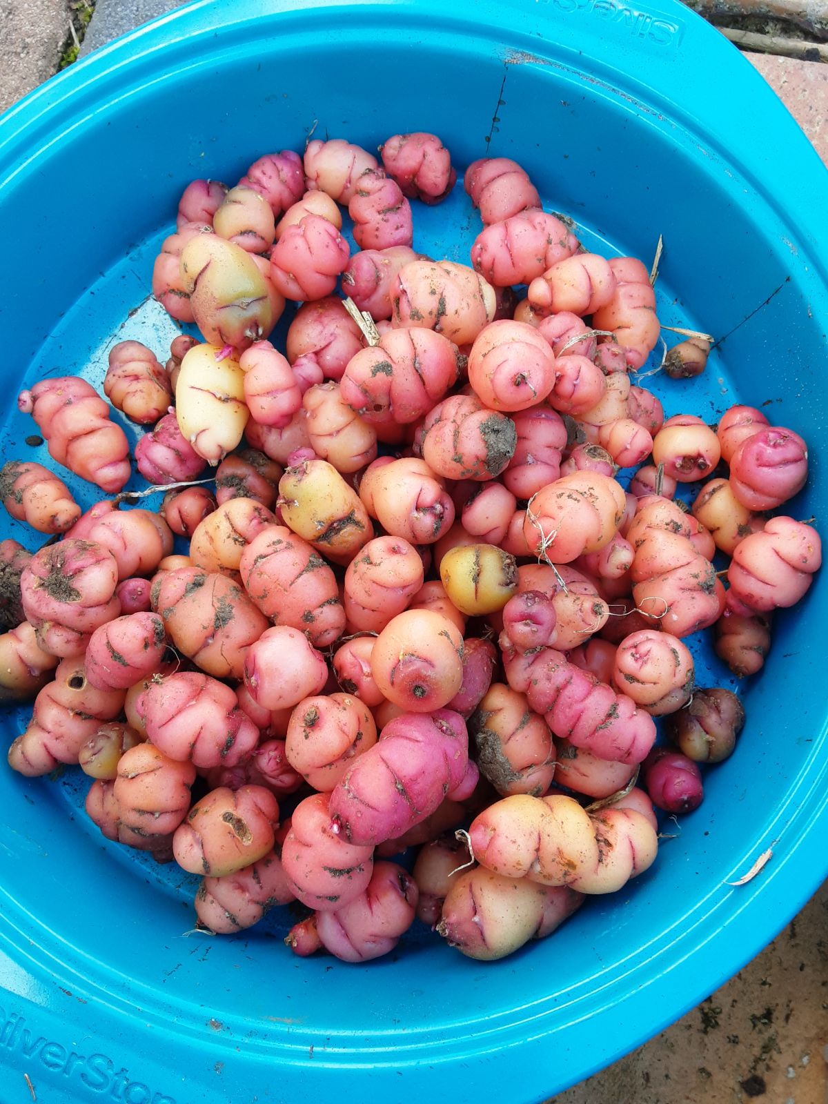oca/NZ yam to grow - Plants in Newnham TAS | Gumtree Australia