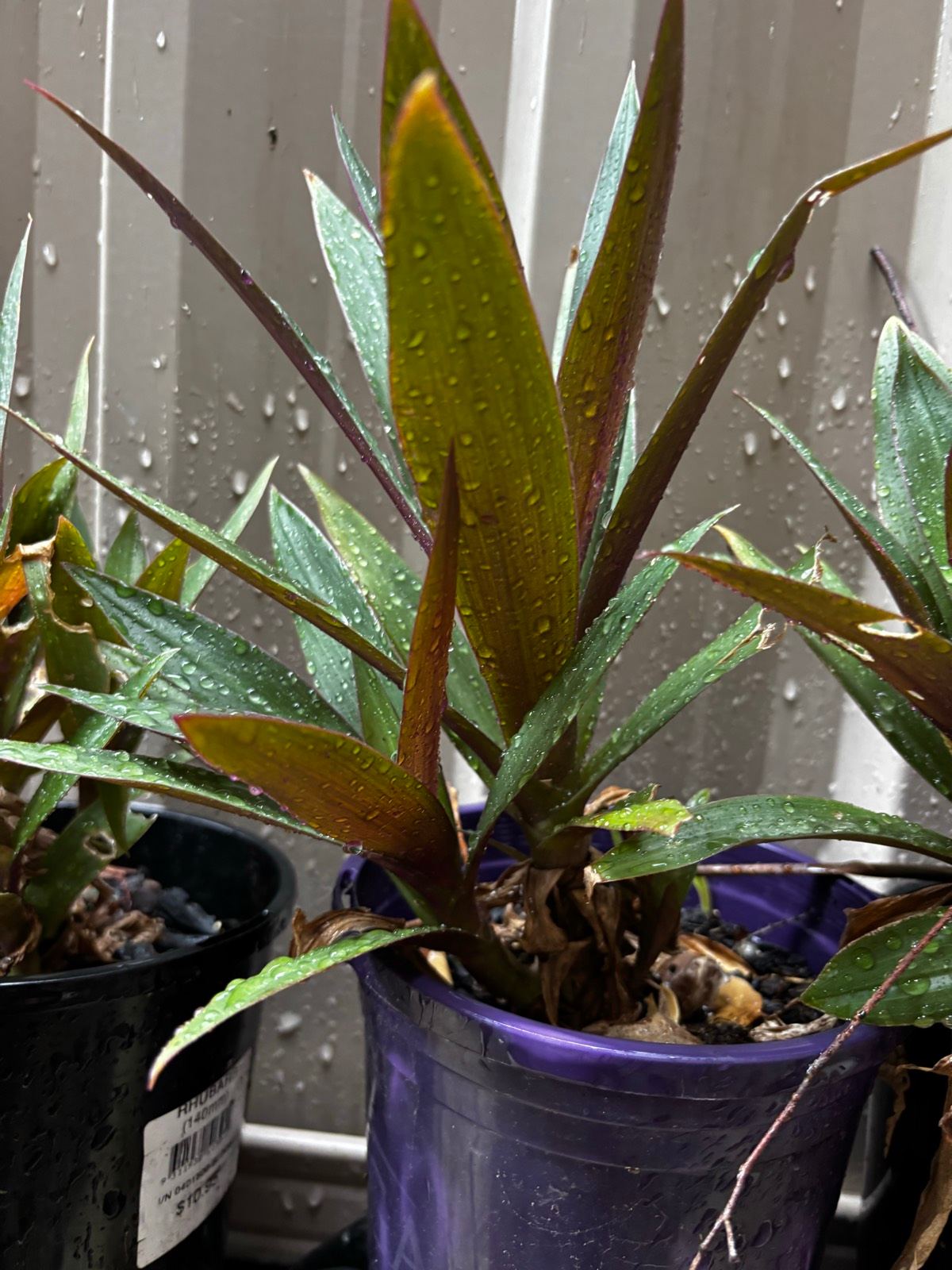 Moses Cradle - Plants in Morisset Park NSW | Gumtree Australia