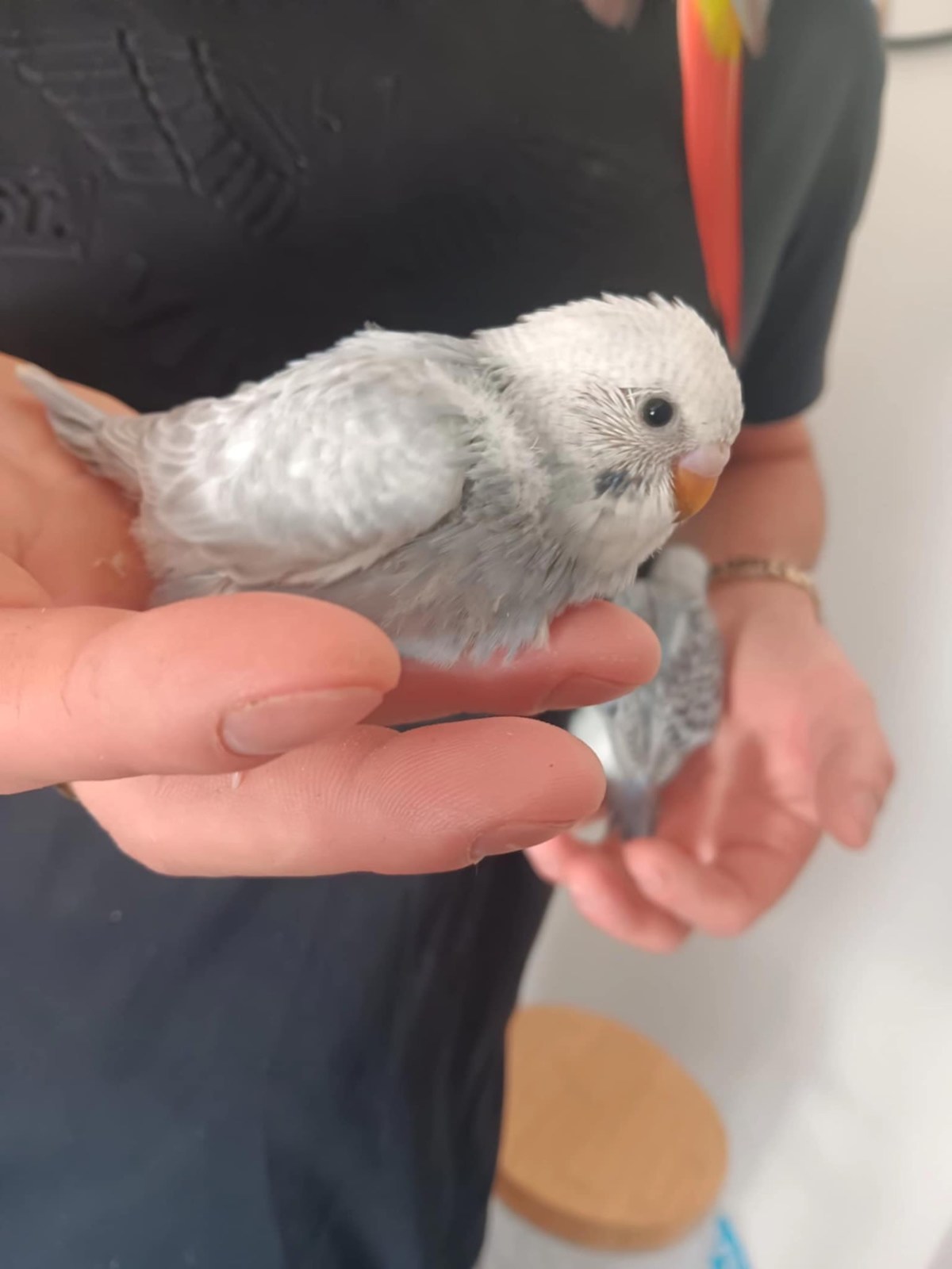 Baby Budgies | Birds | Gumtree Australia Frankston Area - Carrum Downs ...