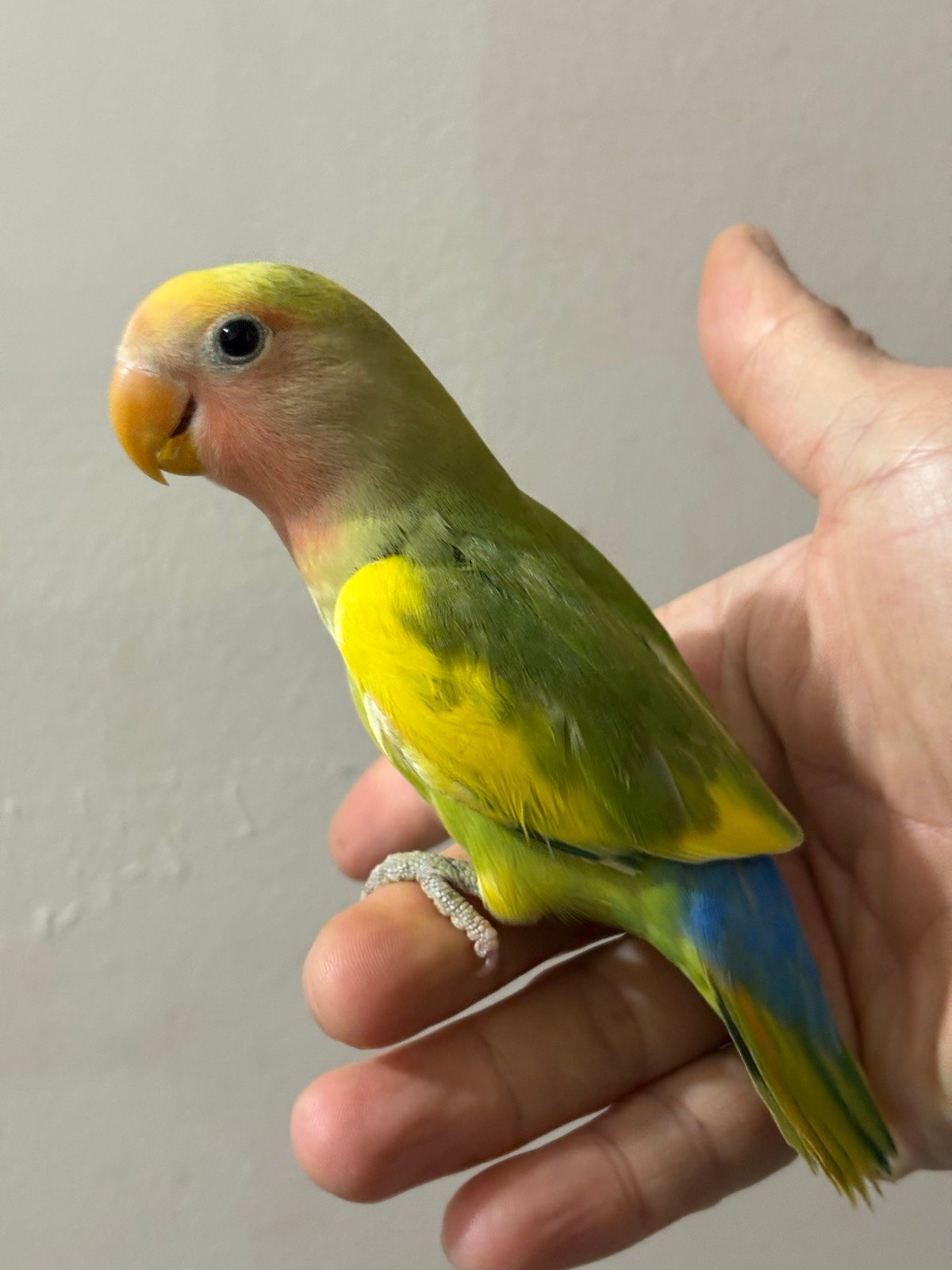 Hand raised baby peachface parrots gorgeous colours | Birds | Gumtree ...