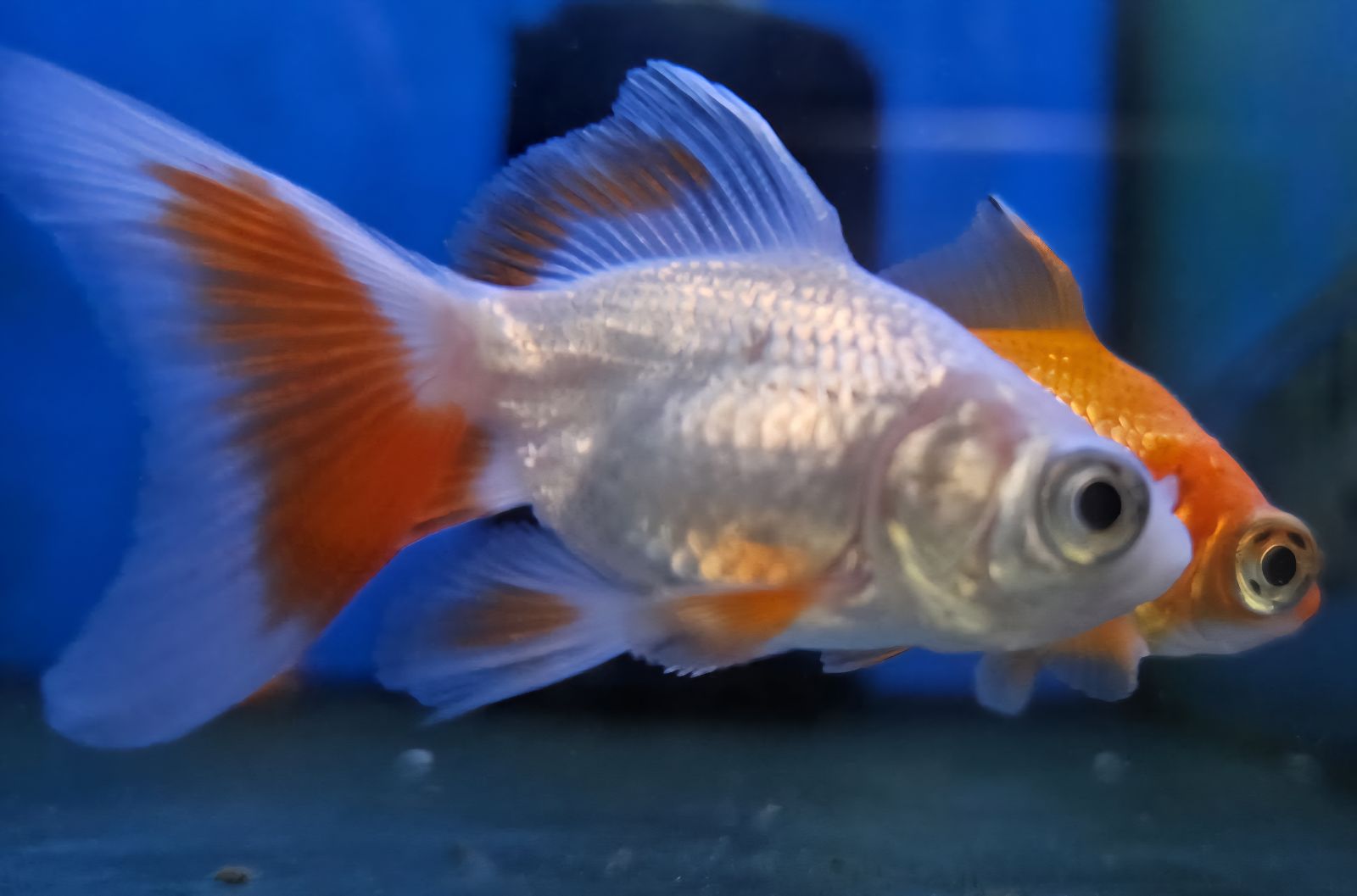 Comet, Fantail, Oranda, Ruykin, Ranchu, Shubunkin, Black Moor, Danio ...
