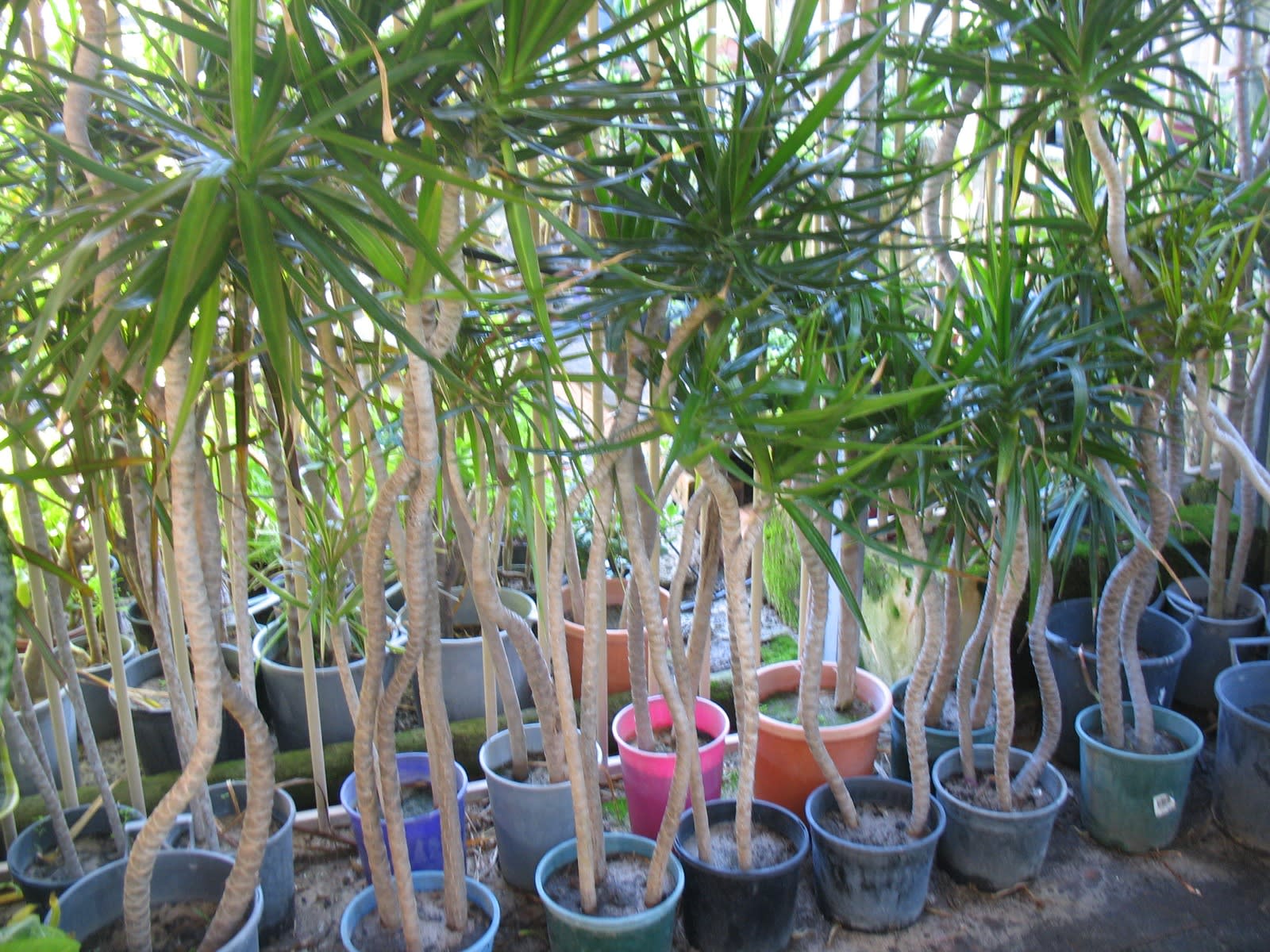 Potted large dracaena plants for sale, discounts for multiple purchase ...