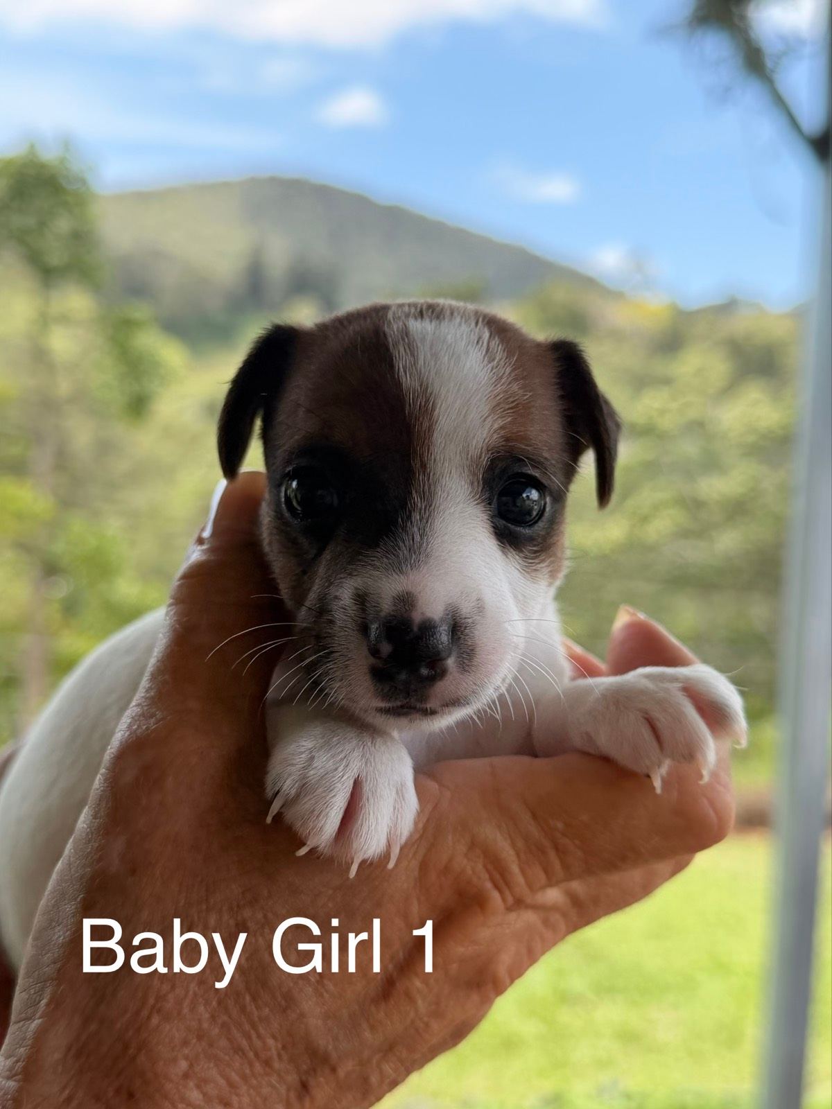 Purebred miniature foxy puppies | Dogs & Puppies | Gumtree Australia ...