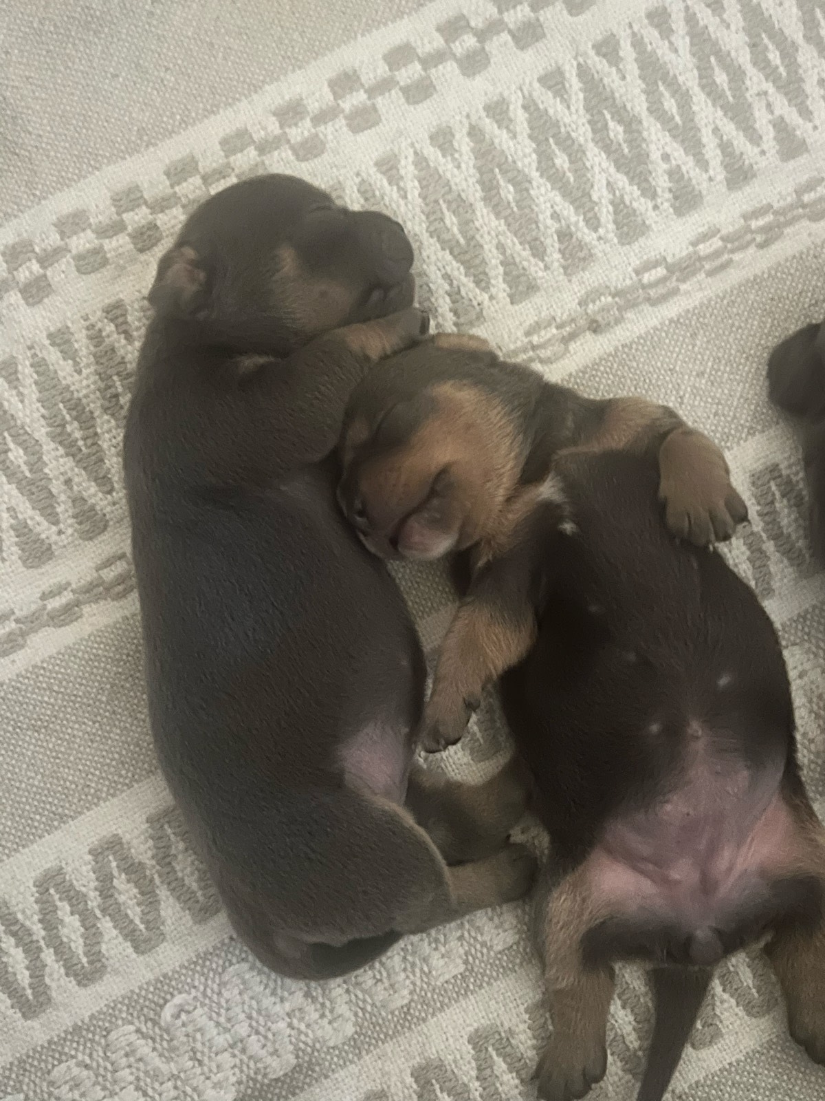 British bulldog X miniature Dachshund puppies | Dogs & Puppies | Gumtree Australia Casey Area ...
