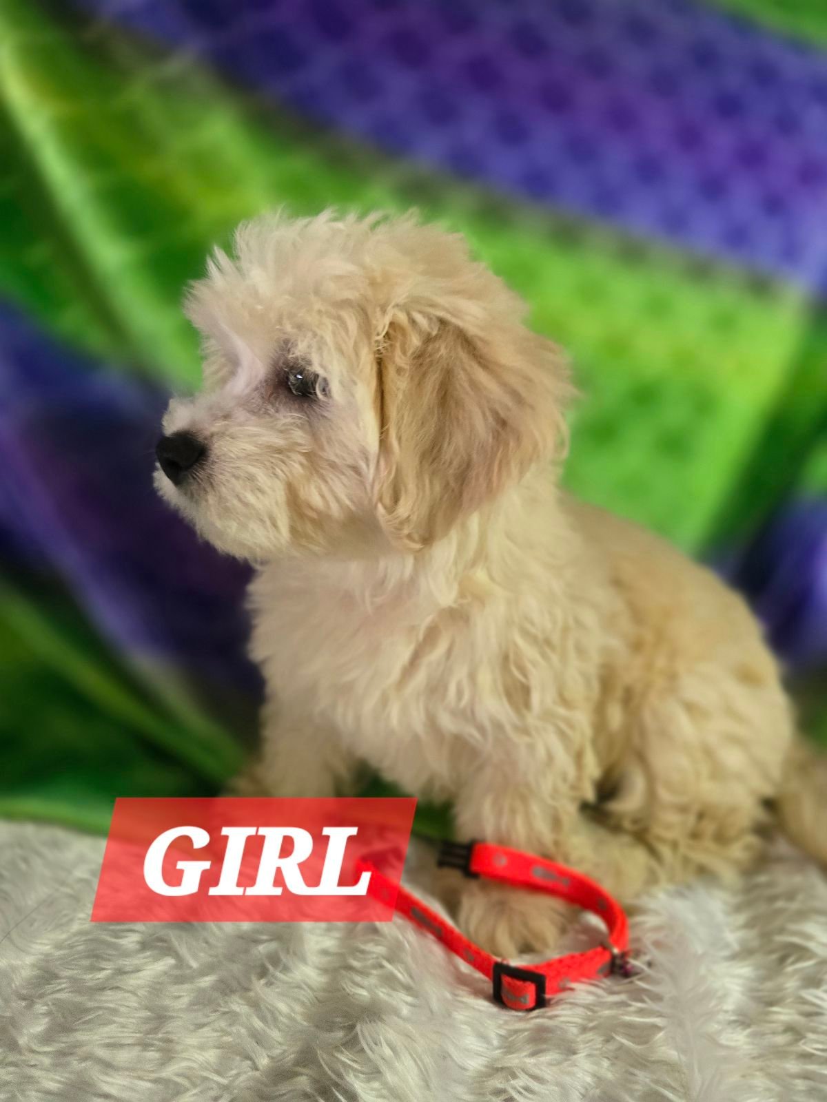 READY NOW! Loving Shih Tzu - Maltese Puppies | Dogs & Puppies | Gumtree ...