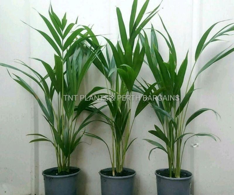 Multiplanted Golden Cane Palm Trees Plants 1.4L Multpi - Plants in ...