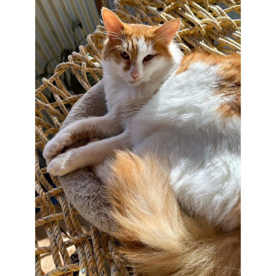 11158 : Rowan - CAT for ADOPTION - Vet Work Included | Cats & Kittens ...