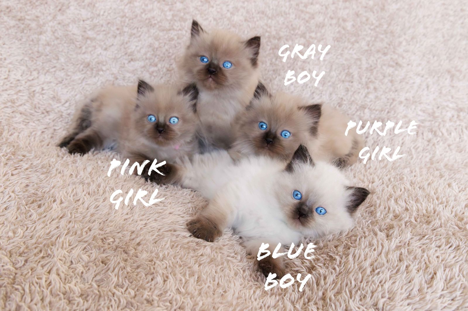 4 (2 Boys & 2 Girls) Mink and Traditional Ragdoll Kittens | Cats ...