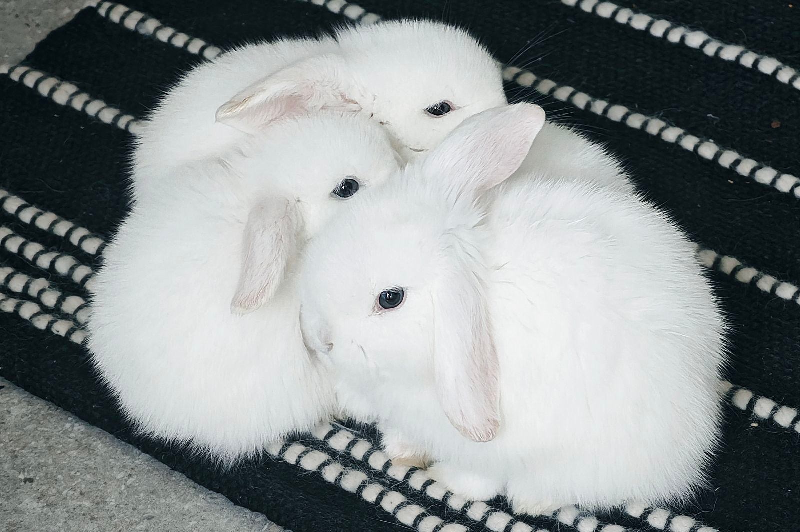 Adorable Pure-Bred mini Lop baby Rabbits - ready to take home ...