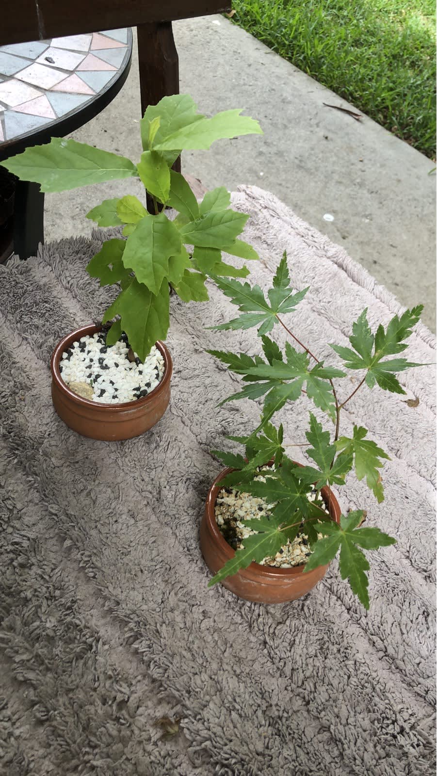 Japanese maple tree and sycamore BONSAI plant - Plants in Pascoe Vale ...