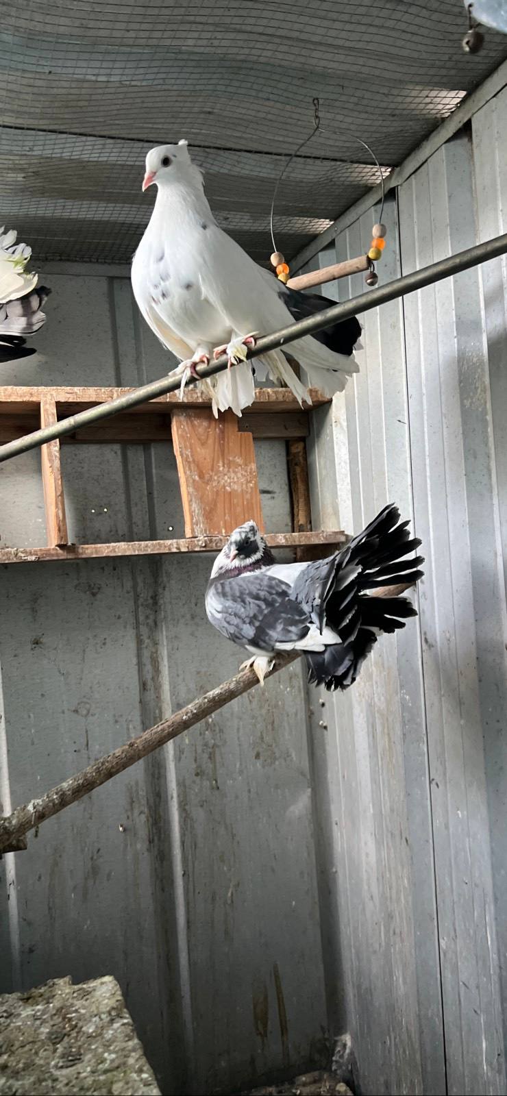 4 Fantail pigeons. Need gone ASAP | Birds | Gumtree Australia Darebin ...