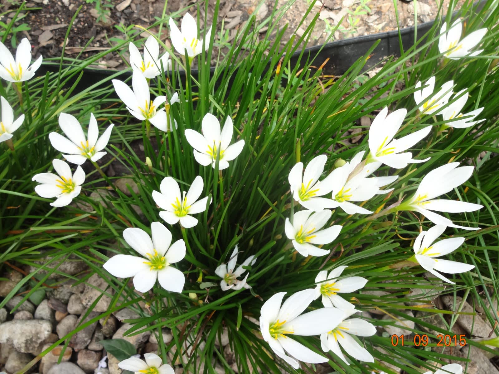 PLANTS FOR SALE IN REDLYNCH! - Plants in Redlynch QLD | Gumtree Australia