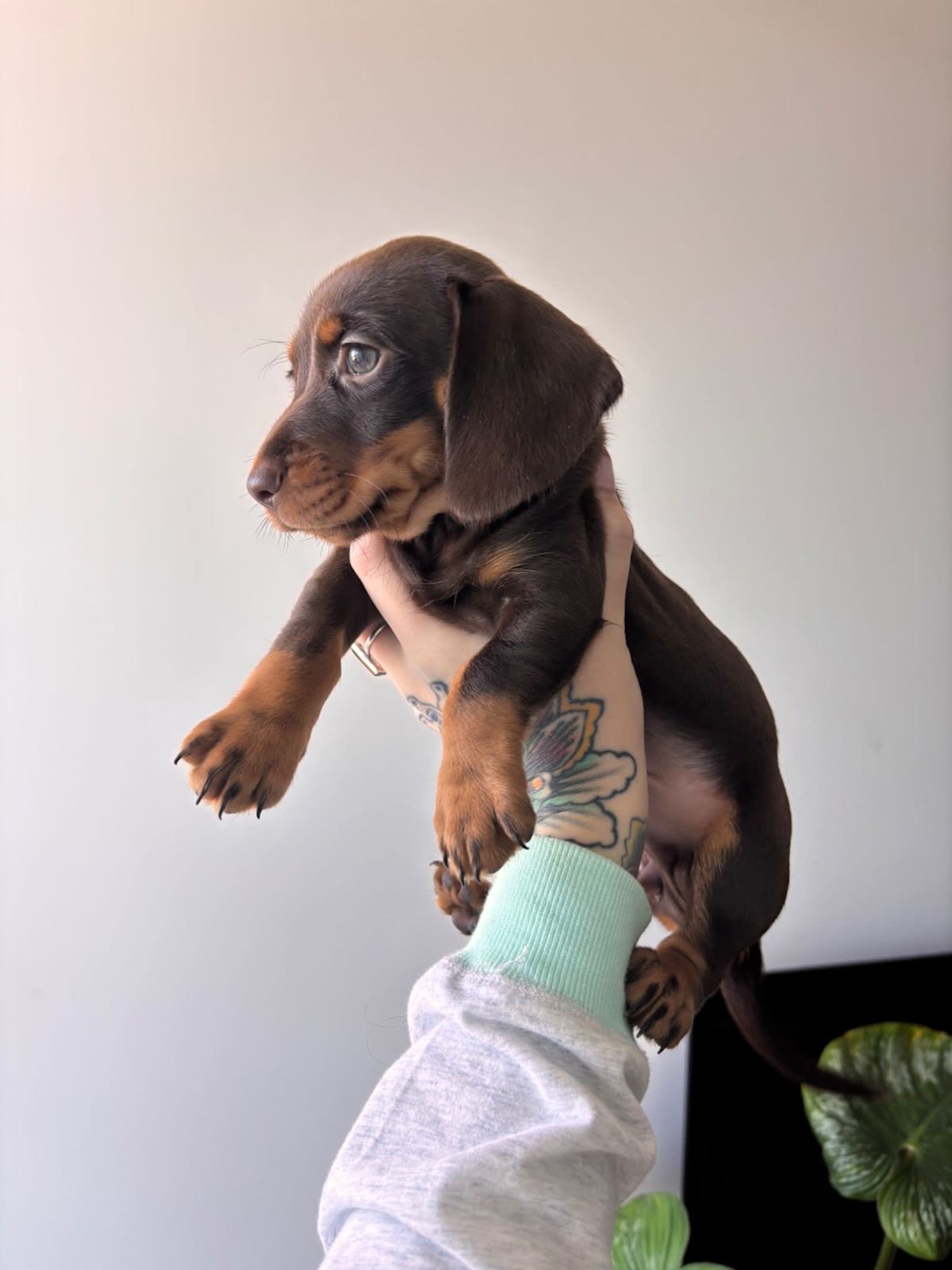Miniature dachshund x cocker spaniel puppies (Dockers) | Dogs & Puppies ...